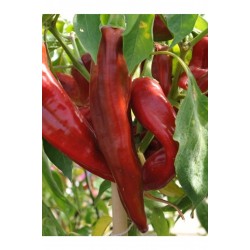 Yerli Doğal Sebze Tohumları