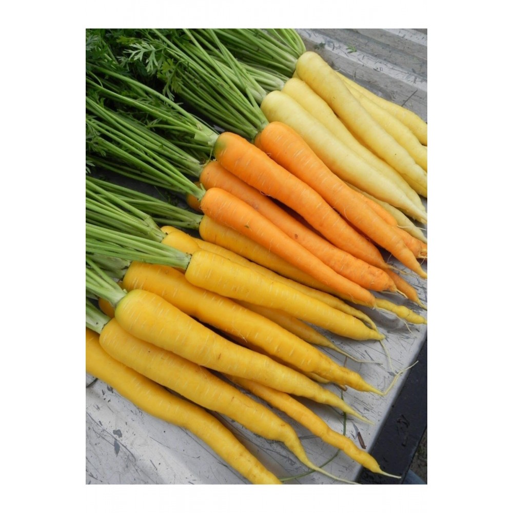 Ata Tohumu Doğal Antep Havucu Mızar Sebze Tohumu 1000 Ad. Yerli Tohum