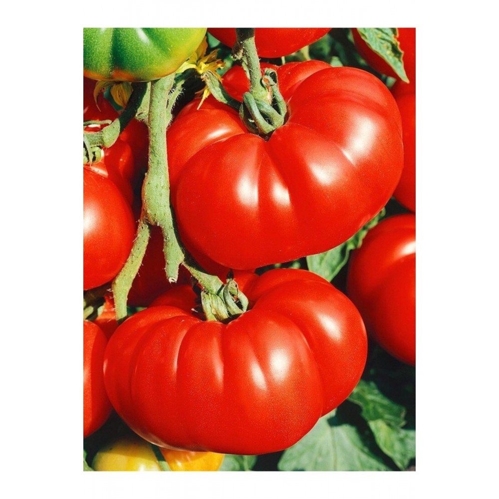 Doğal Antep Domatesi Sebze Tohumu 100 Ad. Yerli Tohum