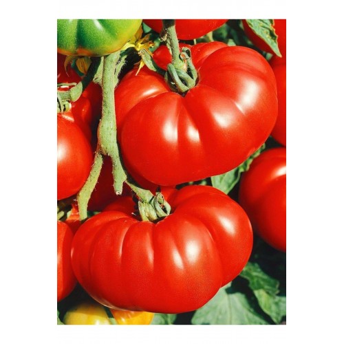 Yerli Doğal Sebze Tohumları