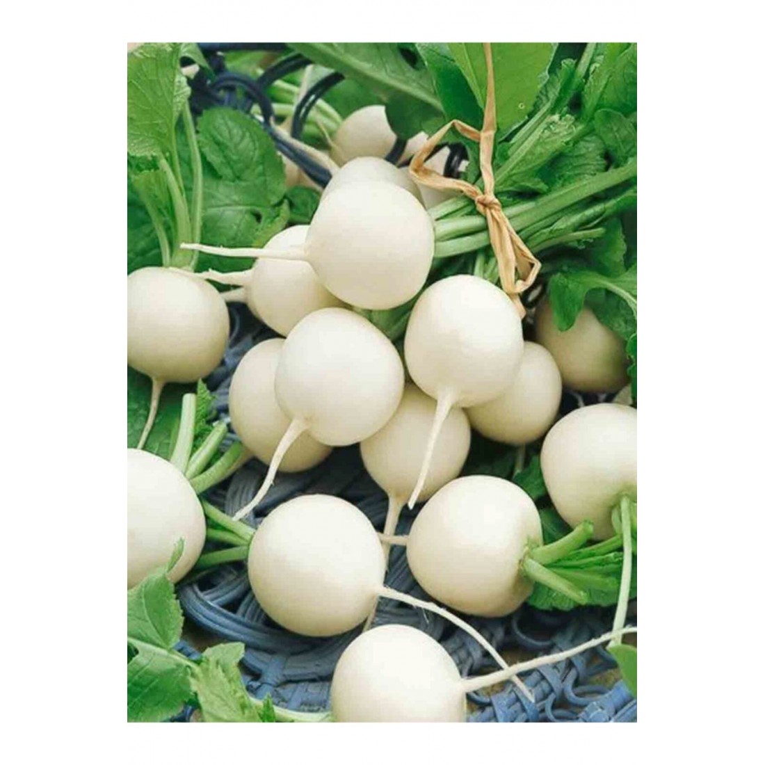Doğal Beyaz Turp Sebze Tohumu 100 Ad. Yerli Tohum