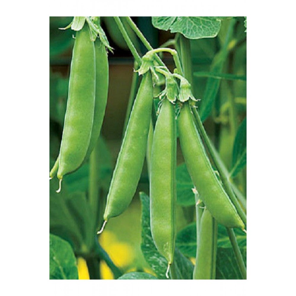 Doğal Bezelye Sebze Tohumu 50 Ad. Yerli Tohum