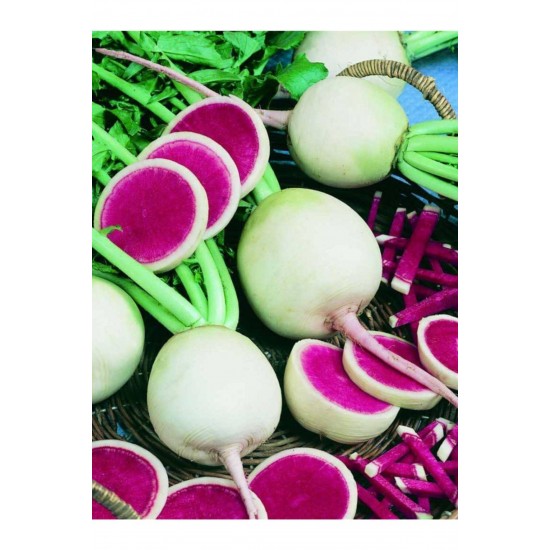 Doğal Çin Turpu Sebze Tohumu 100 Ad. Yerli Tohum