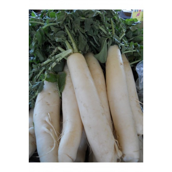 Doğal Japon Turpu Kök Sebze Tohumu 100 Ad. Yerli Tohum