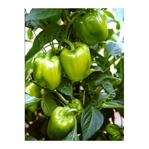 Yerli Doğal Sebze Tohumları