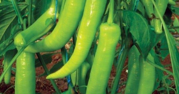 Doğal Sivri Tatlı Biber Sebze Tohumu Yalova Çarliston 100 Ad. Yerli Tohum