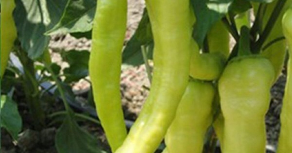 Doğal Tatlı Sivri Biber Çorbacı Sebze Tohumu 100 Ad. Yerli Tohum