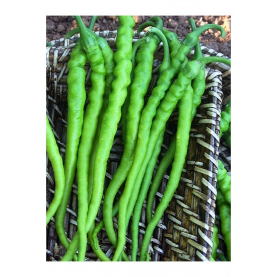 Doğal Tatlı Sivri Çetinel Biber Sebze Tohumu 100 Ad. Yerli Tohum