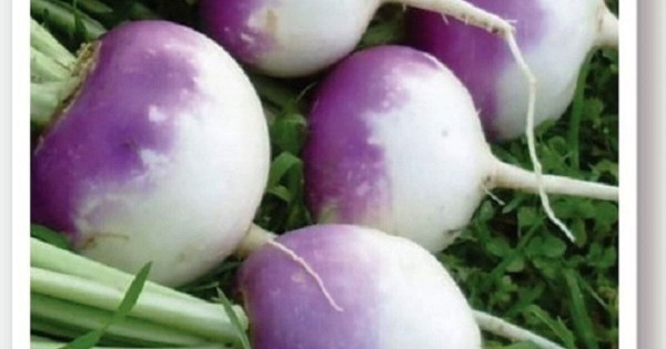 Yerli Beyaz Şalgam Turp 500 Adet Doğal Tohum