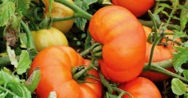 Yerli Doğal Oturak Köy Domatesi 1000 Adet Tohum