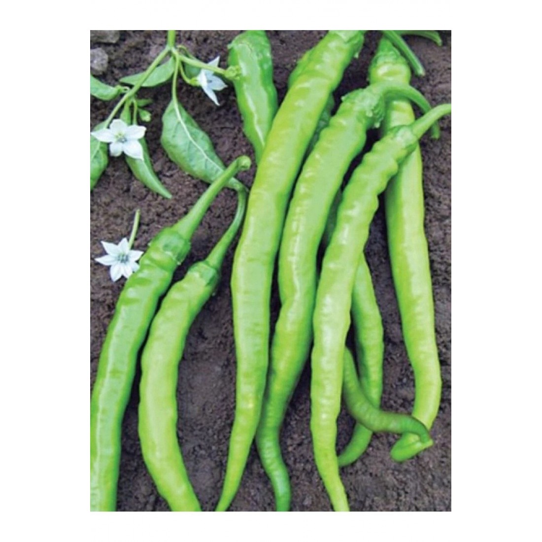 Yerli Doğal Tatlı Sivri Çetinel Biber Tohumu 100 Ad. Sebze Tohumu